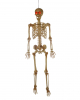 Positionable Skeleton With Glowing Red Eyes 165cm ★ | Horror-Shop.com