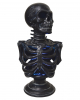 Black Skeleton Torso On Base With Lighting 32cm ★ | Horror-Shop.com