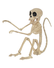 Halloween Skelett 40 cm als Halloween Deko kaufen | Horror-Shop.com