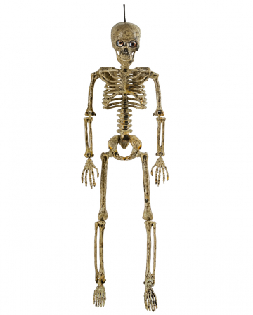 Antique Beige Positionable Skeleton With Eyes 37cm ★ | Horror-Shop.com