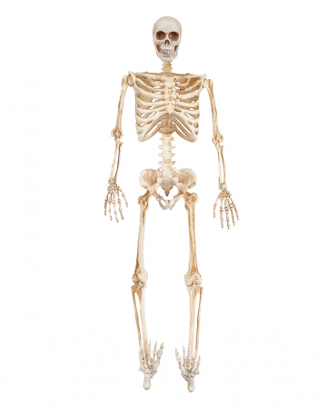 Scary Skeleton With LED Eyes 91cm | Halloween skeleton decoration ...
