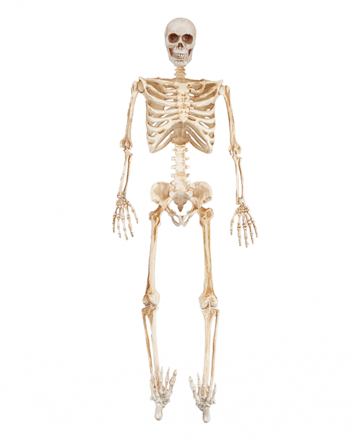 Scary Skeleton With LED Eyes 91cm | Halloween skeleton decoration ...