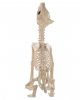Werewolf Skeleton 70cm Bones deco | Horror-Shop.com
