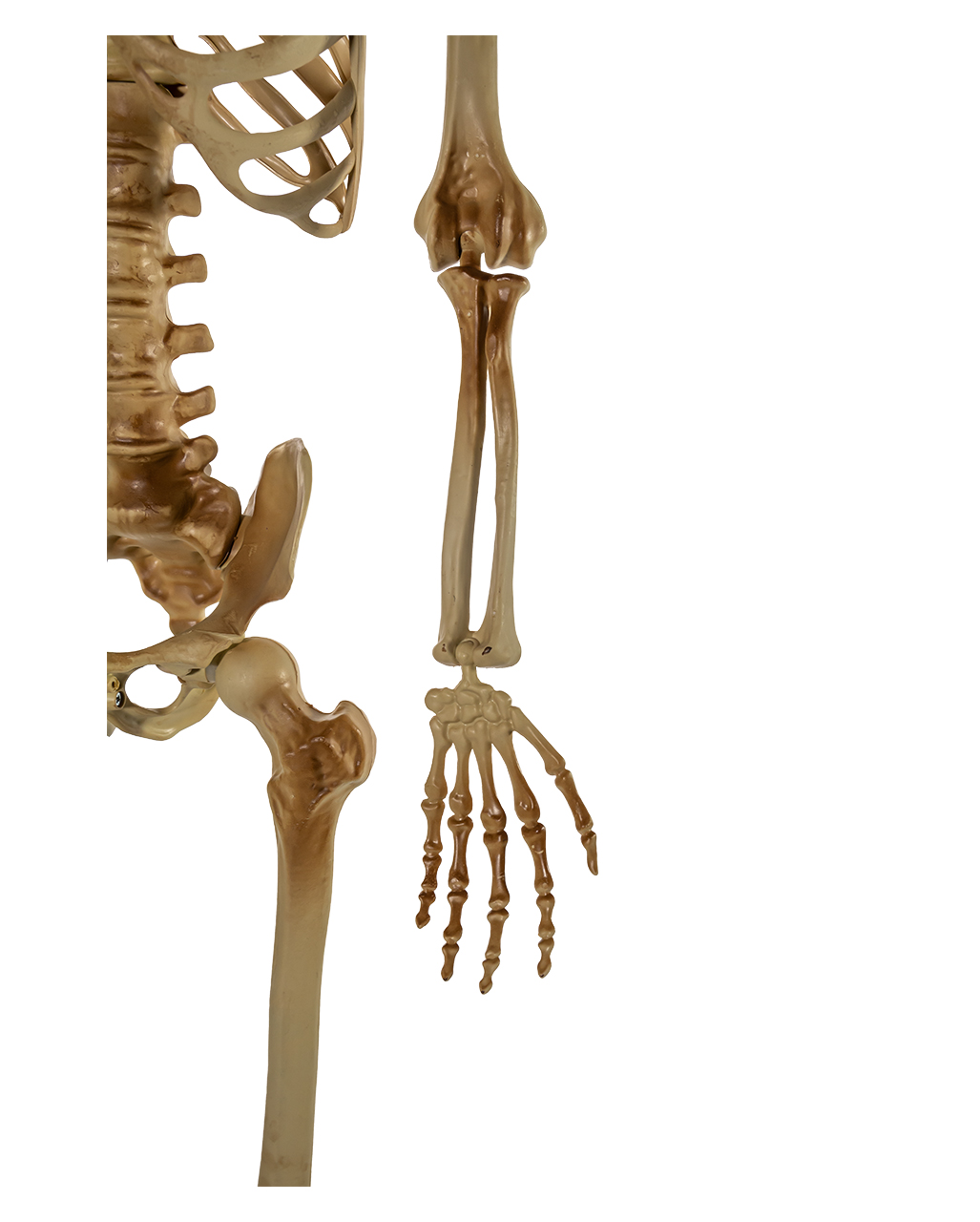 Skelet Rots Hand Teken Skeleton Rock Symbol Etsy België