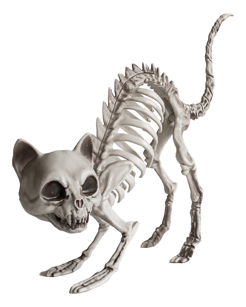 Cat Skeleton With Cat Hump Decoration 19cm for 🎃 | Horror-Shop.com