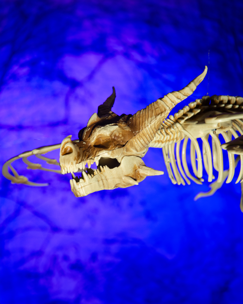 Skeleton Dragon With Positionable Wings 90cm ★ | Horror-Shop.com