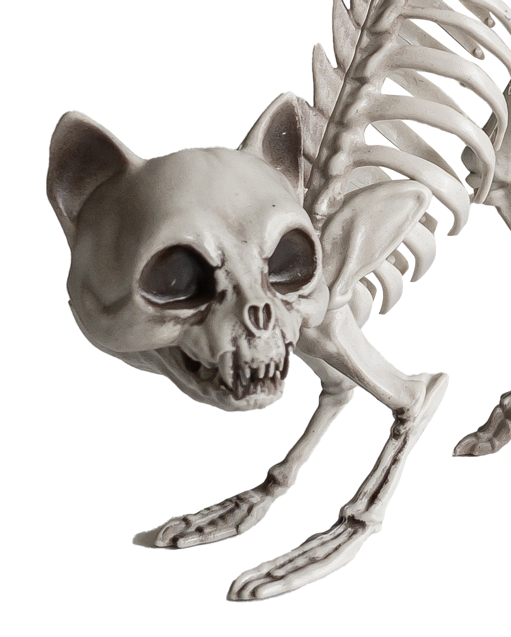 Cat Skeleton With Cat Hump Decoration 19cm for 🎃 | Horror-Shop.com